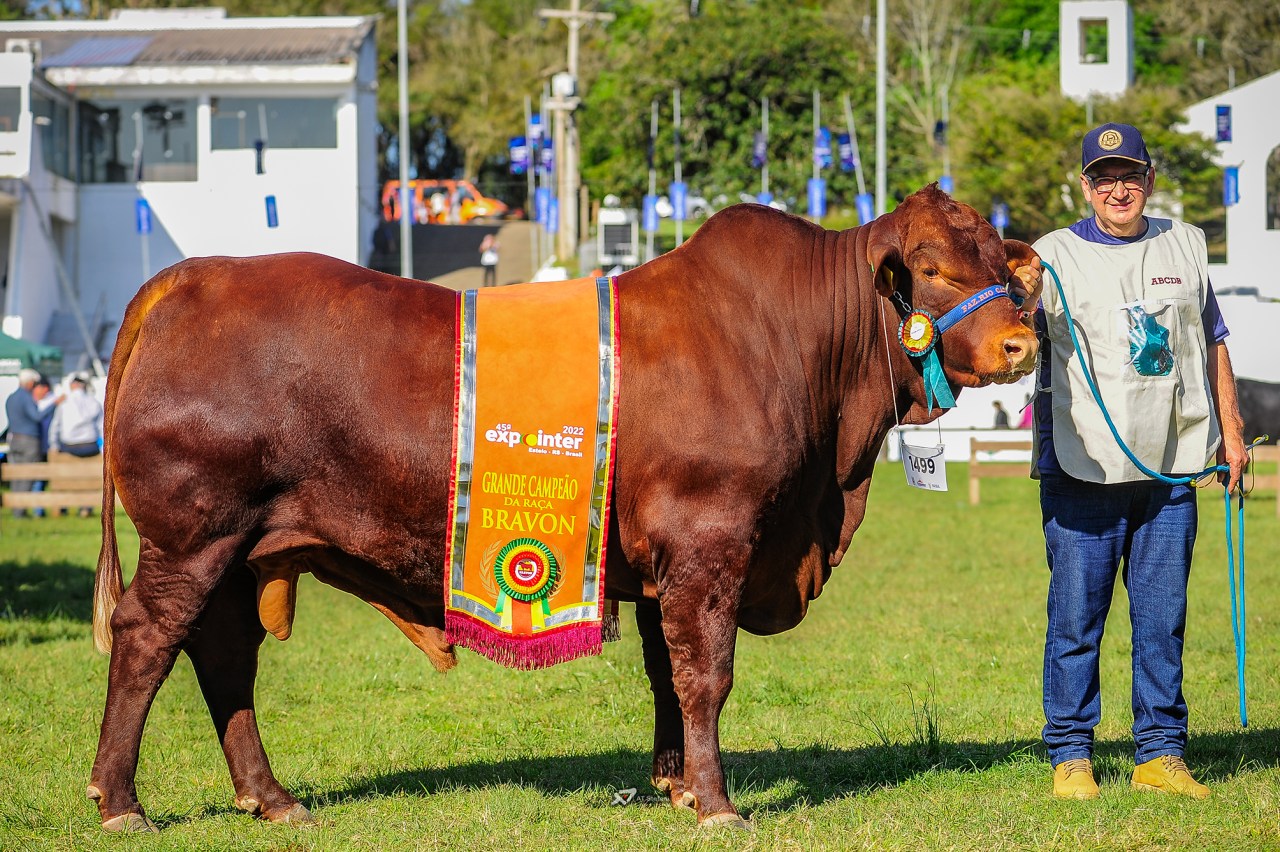 Animais Devon e Bravon de argola são premiados na Expointer - Agência ...